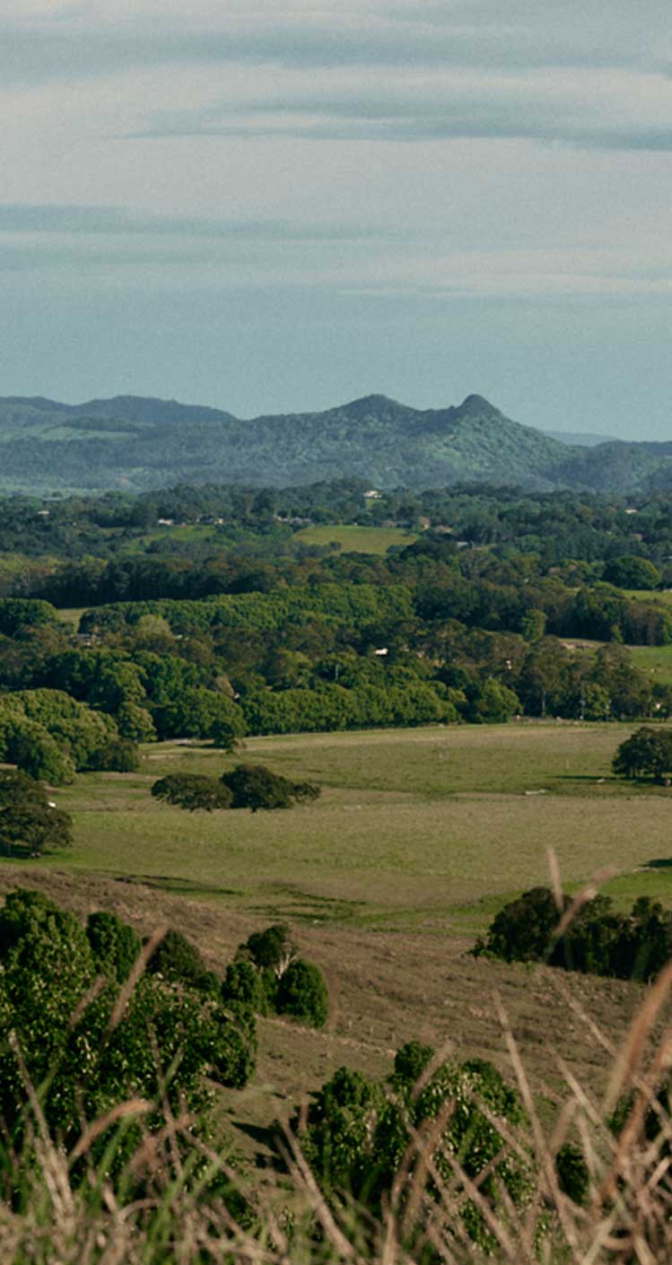 Buy Stone & Wood Citrus Radler | Beer Cut with Citrus – Stone & Wood ...